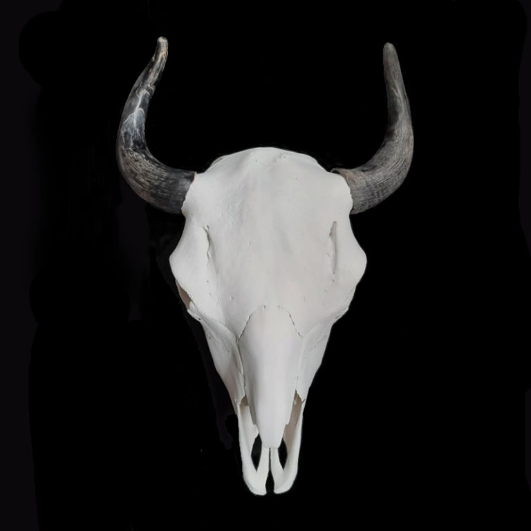 Skull - Beefalo (Bison/Beef Cattle Cross) - The Fox's Trousers