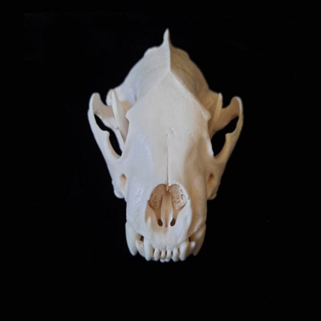 Wolverine Skull (healed injury) - The Fox's Trousers