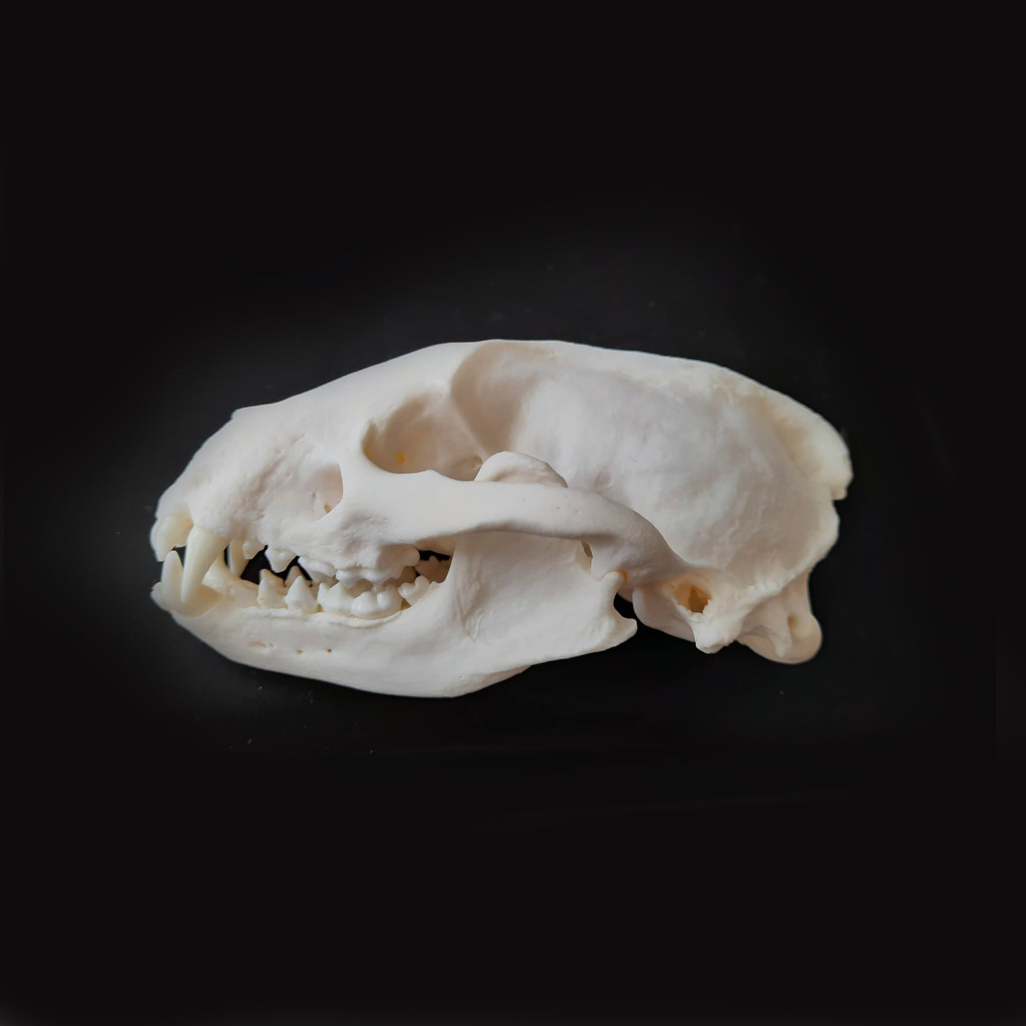 Skull European Badger - The Fox's Trousers