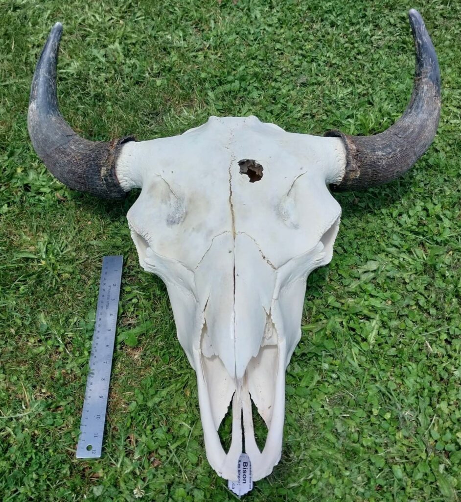 Skull - North American Bison - The Fox's Trousers