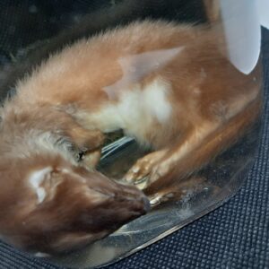 Dried Goods and Wet Specimens Archives - The Fox's Trousers