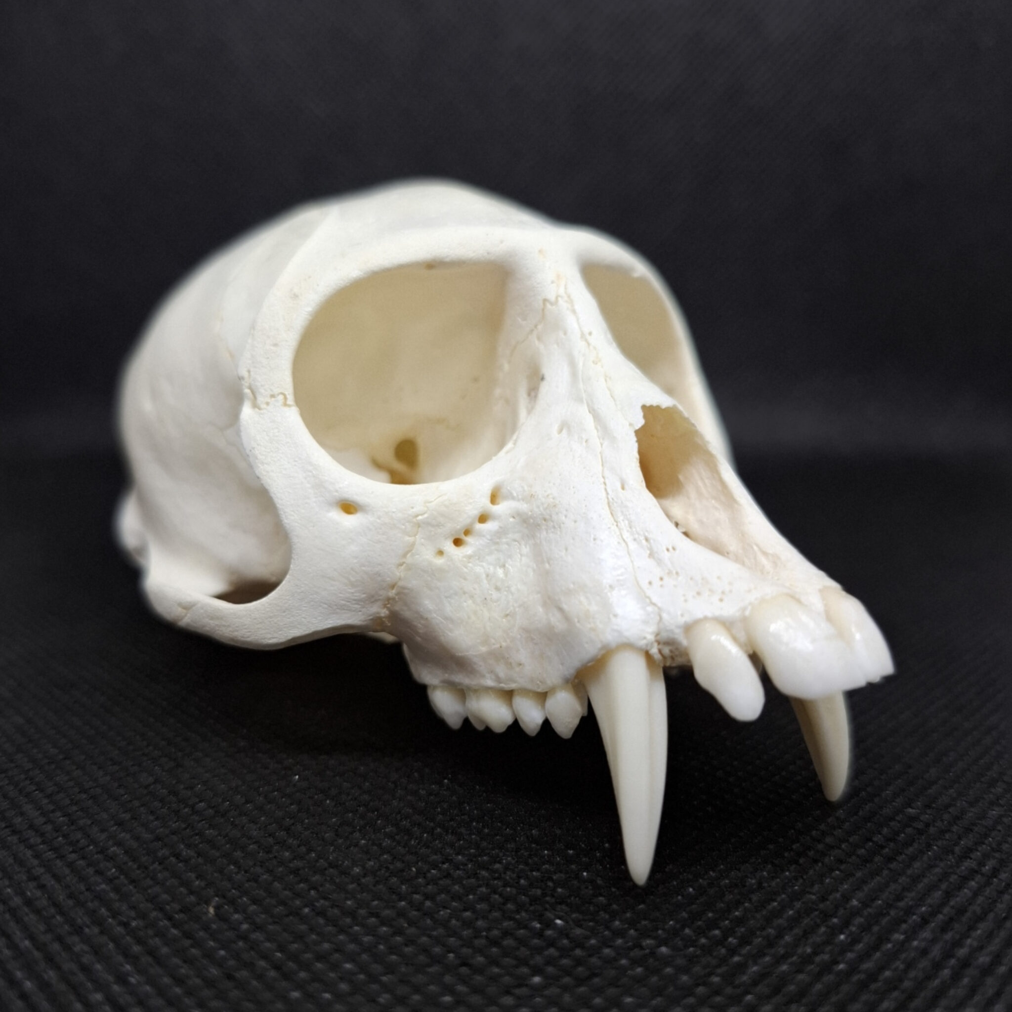 Skull - Vervet Male top only, all teeth present - The Fox's Trousers