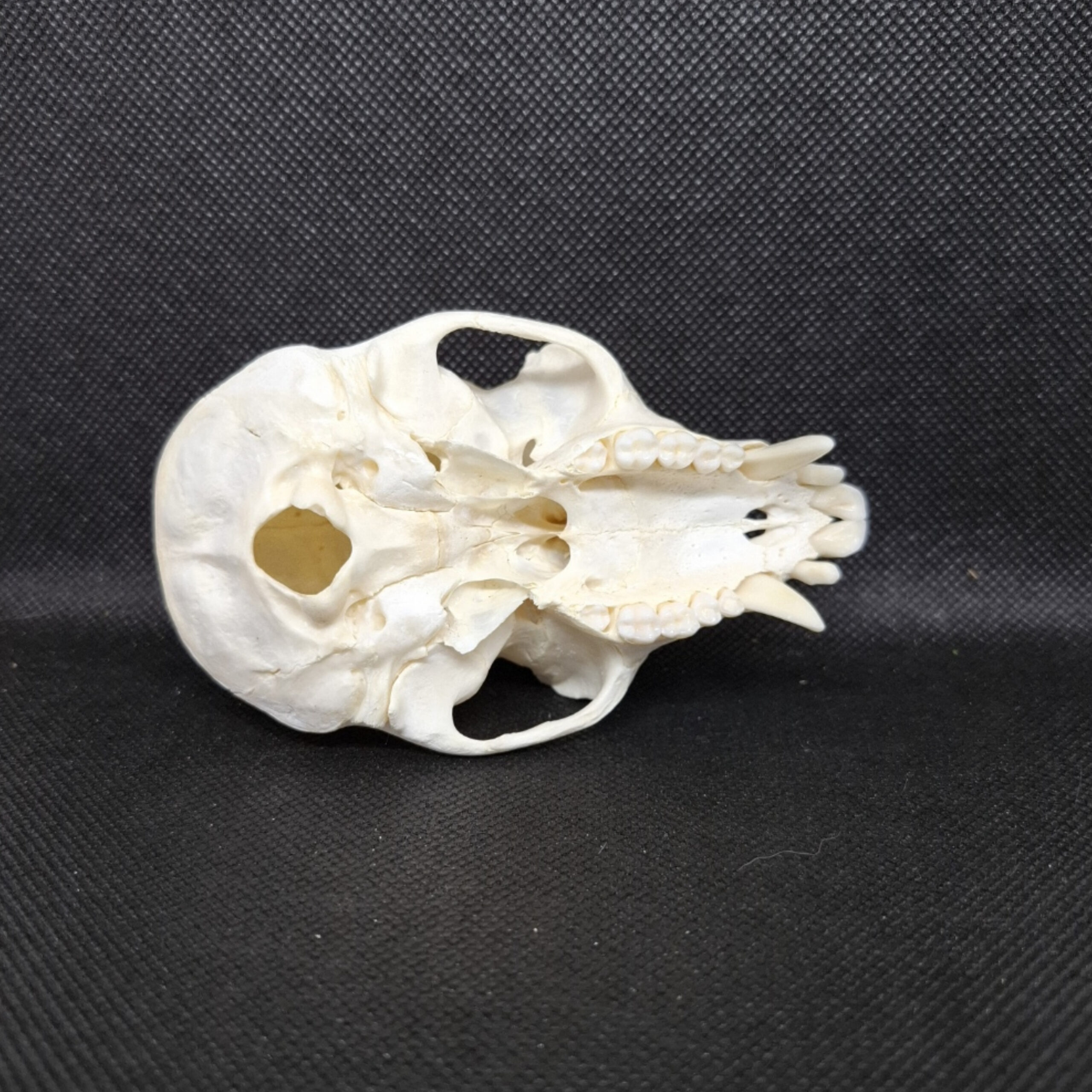 Skull - Vervet Male top only, all teeth present - The Fox's Trousers