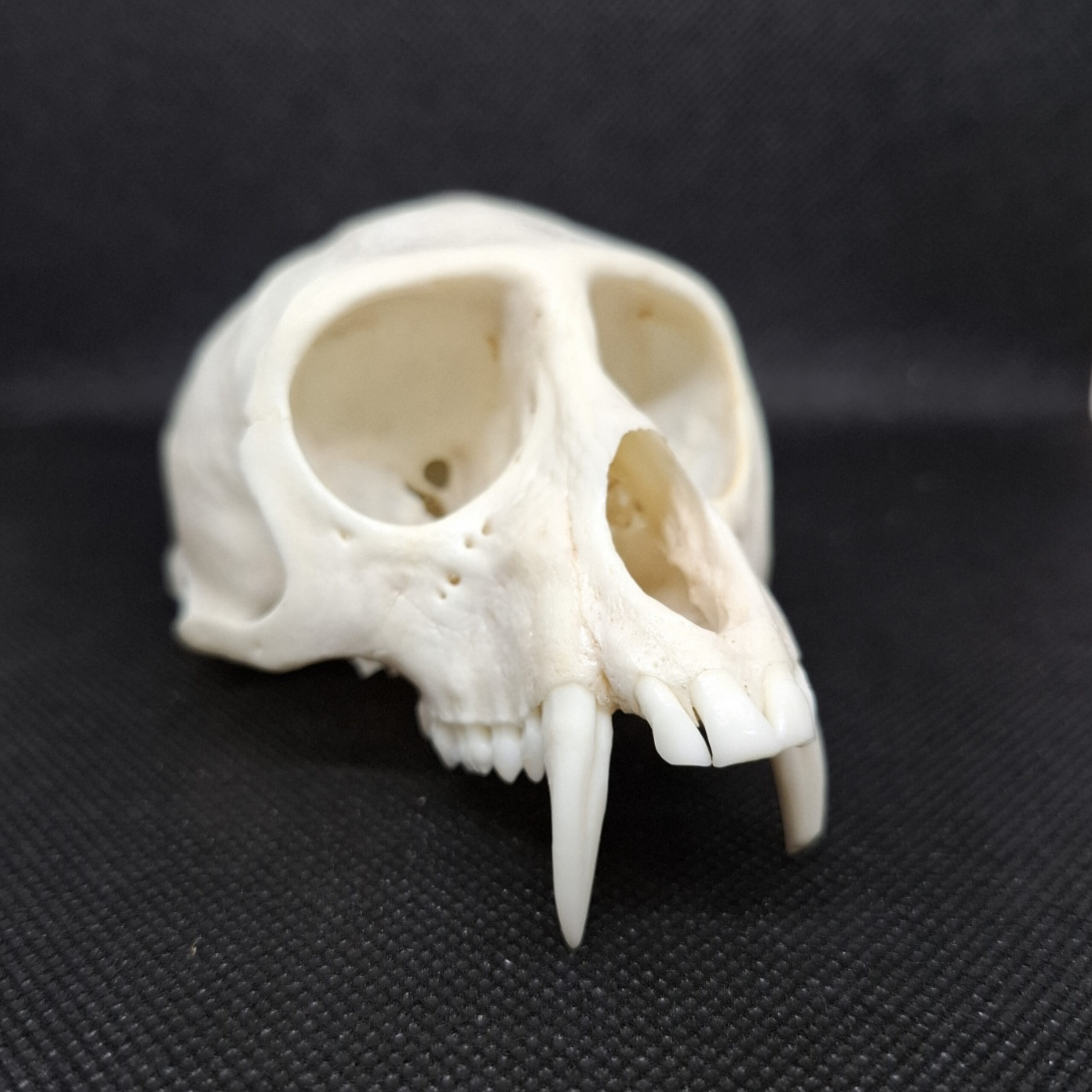 Skull - Vervet Male top only, good teeth but damaged - The Fox's Trousers